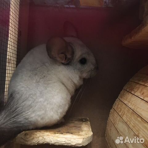 Продам шиншиленочка