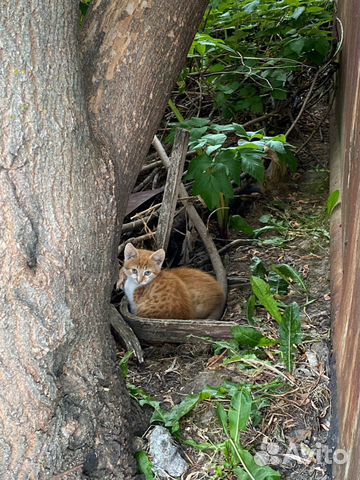 Голубоглазый котенок