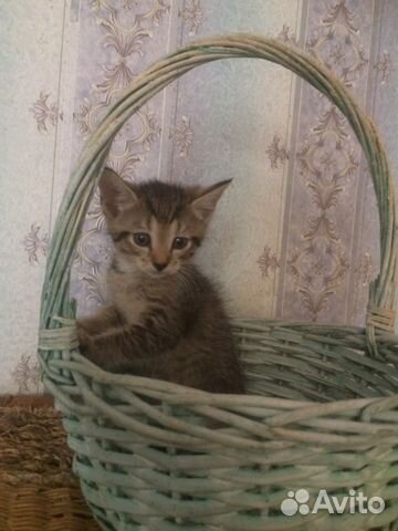 Отдам котенка (котика ) в хорошие руки