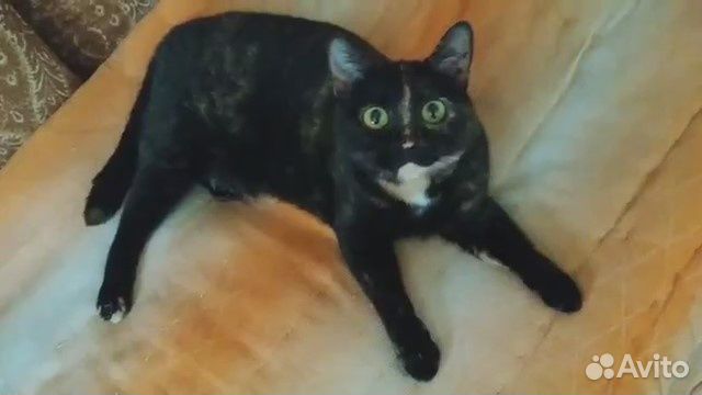 Кошечка Кира