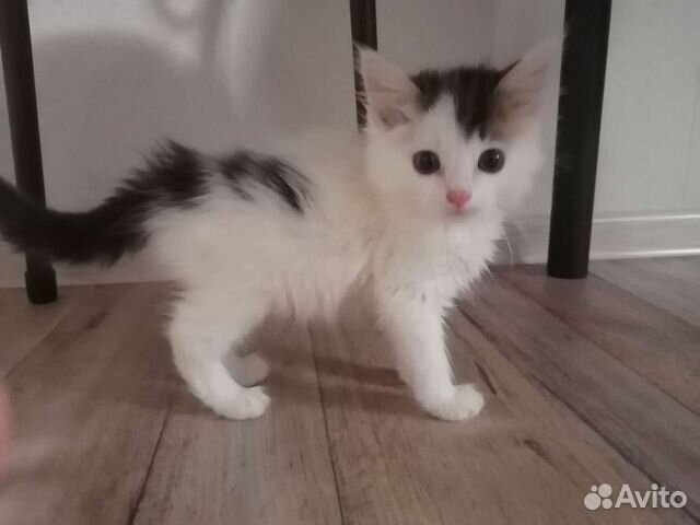 Котенок спасенный с улицы