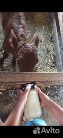 Продам тёлочек