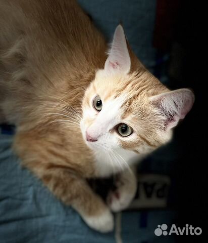 Блинчик ищет лучшую семью (котенок)