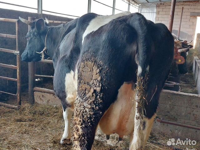 Стельные,молочные коровы