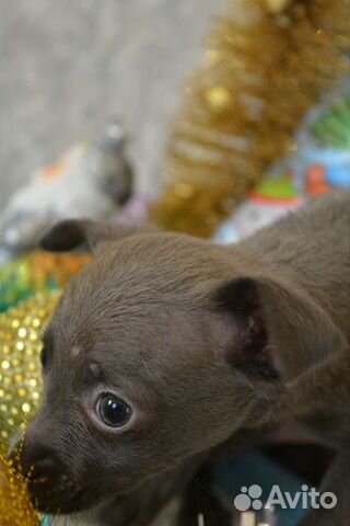 Красотка мексиканской голой mini