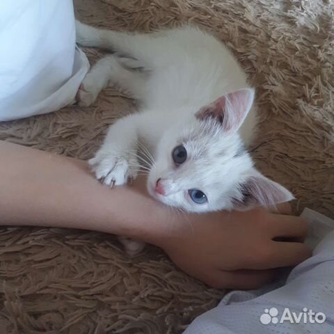 Турецкая ангора