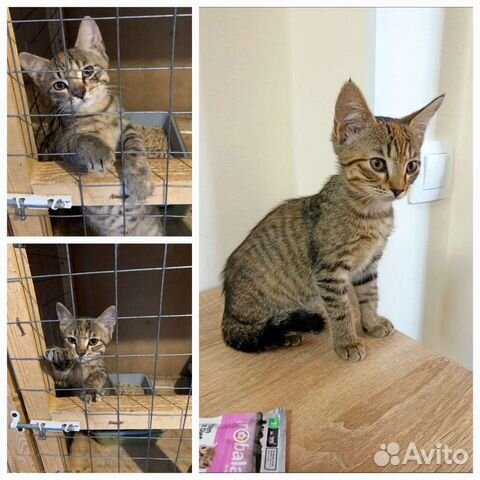 Отдам котенка в добрые руки