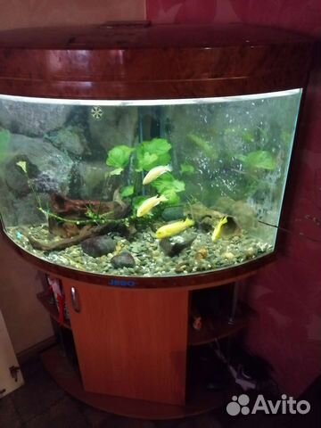 Аквариумные рыбки цихлиды