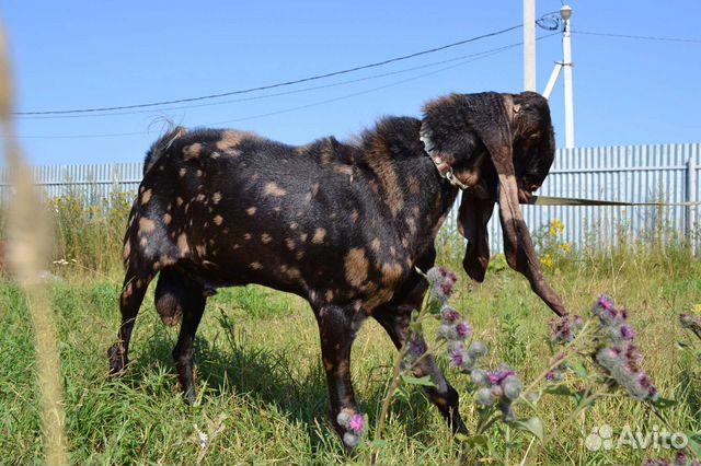 Козёл камори 100 проц