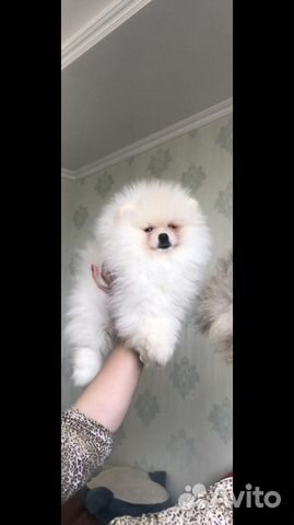 Шикарный мишка