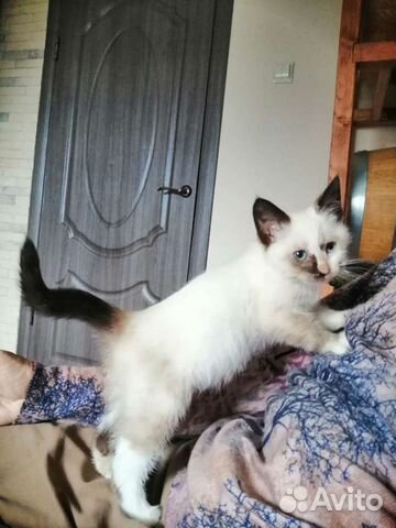 Котенок девочка в добрые руки