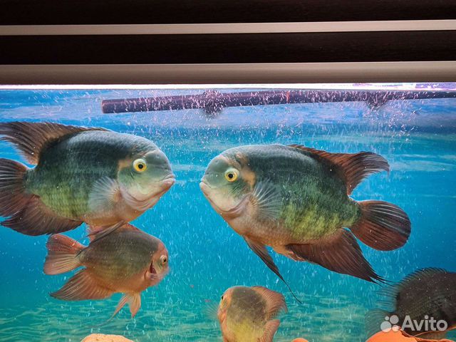 Цихлазома винная