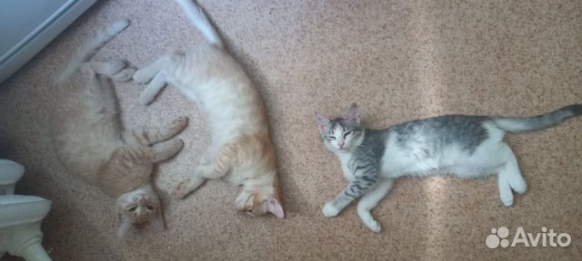 Котята в добрые руки