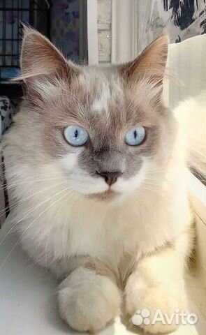 Котик бесплатно