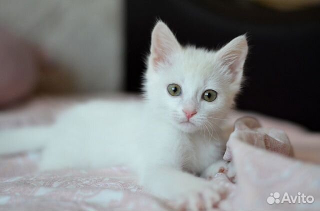Кот абьюзер в добрые руки