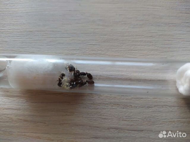 Tetramorium caespitum