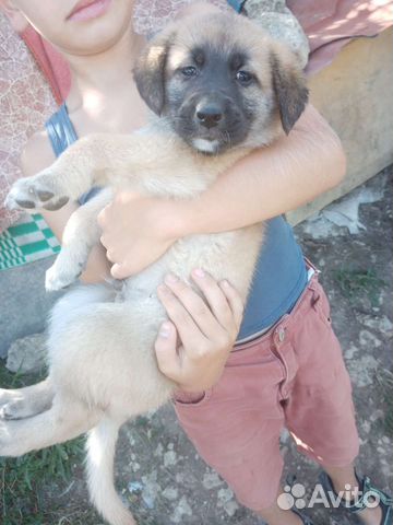 Щенки бесплатно