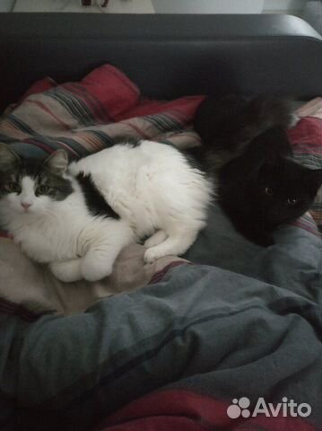 Отдам двух прекрасных котиков