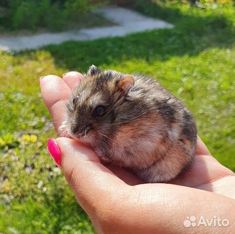 Джунгарский хомяк