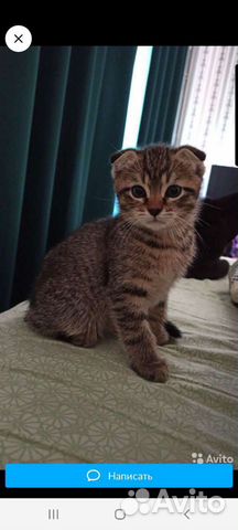 Шотландскай вислоухий котёнок,мальчик