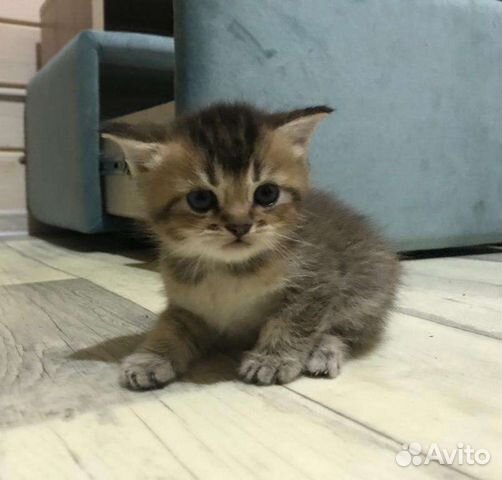 Котик золотой британец