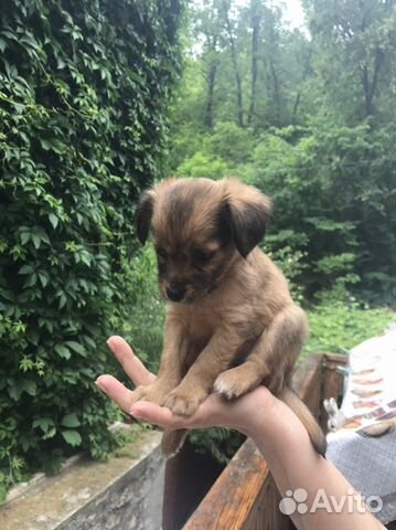 Тойтерьер длинношёрстный