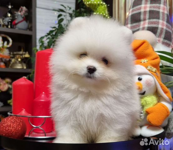 Померанский шпиц мишка