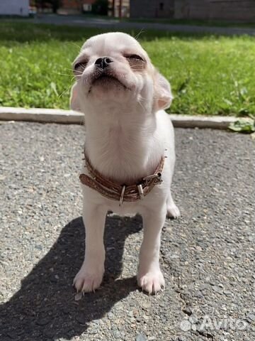 Кремовый красавчик Чихуахуа