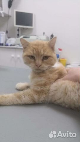 Котик ищет дом
