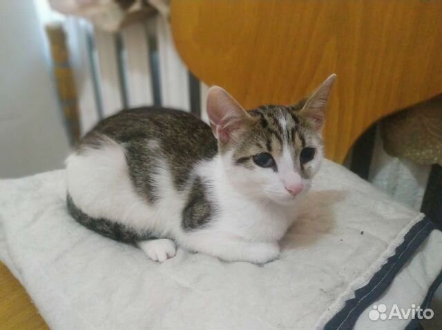 Очень ласковая Симона ищет дом. Котенок