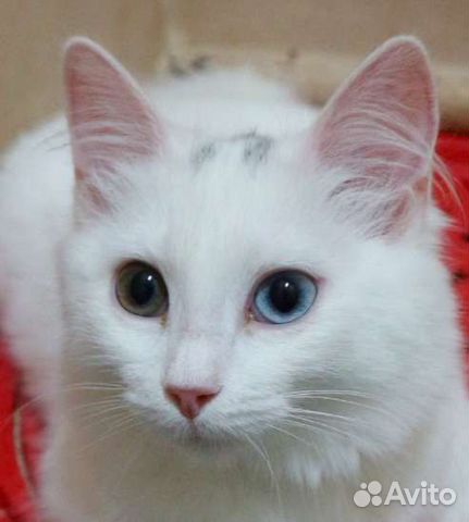 Ласковая малышка Белочка., 5 месяцев