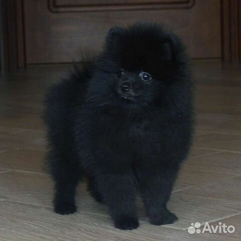 Две очаровательные девочки черного окраса