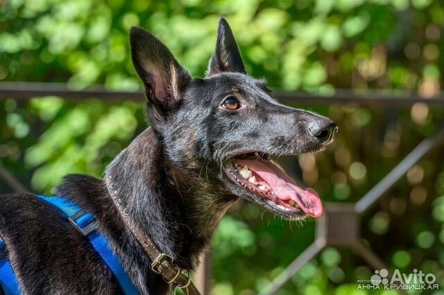 Отдам щенка (около 1 года)