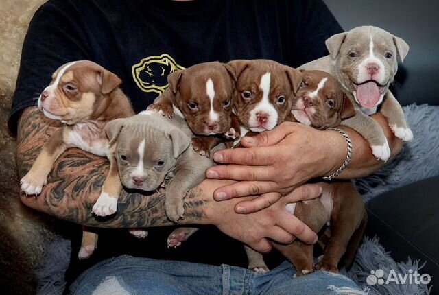 Американский булли