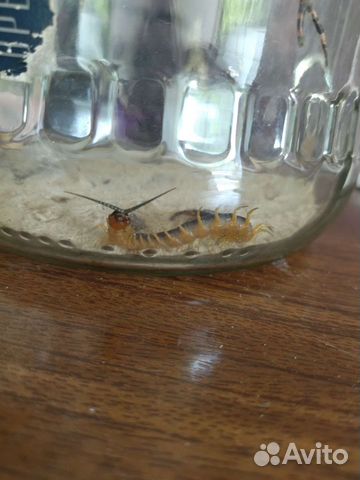 Сколопендра