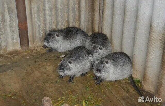Продажа нутрий