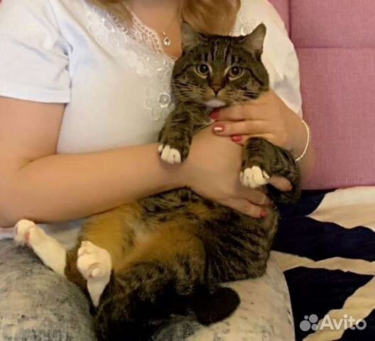 Вязка кот, умница, прекрасный характер