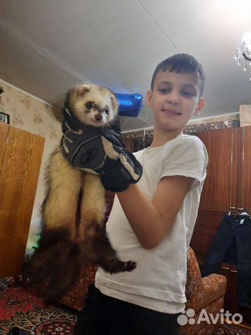 Хорек с клеткой