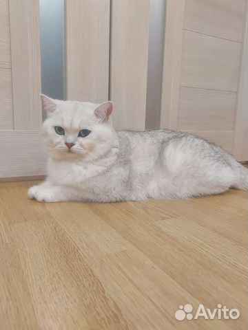 Британский кот на вязку