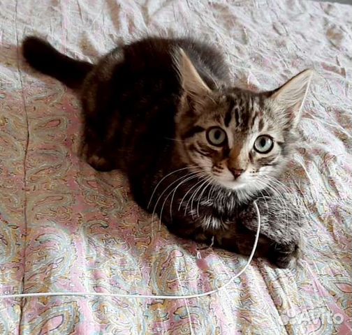 Дворовая Сибирская классика котенок Дениска