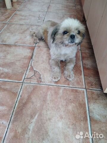 Ши-тцу отдам в хорошие руки 5 лет