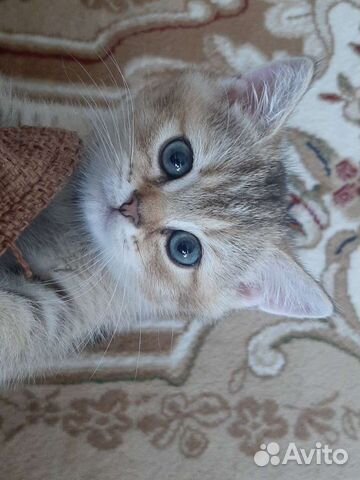 Кошки