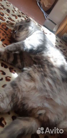 Шотландская вислоухая кошка