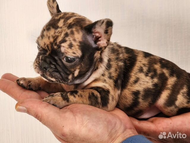 Французский бульдог мини