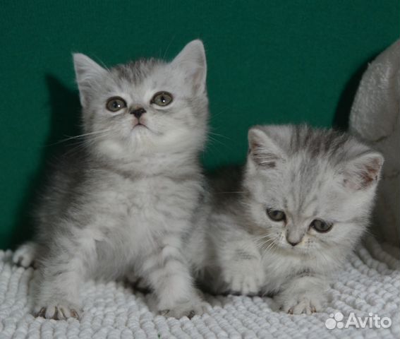 Девочки