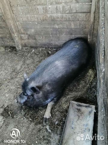 Свиньи вьетнамские