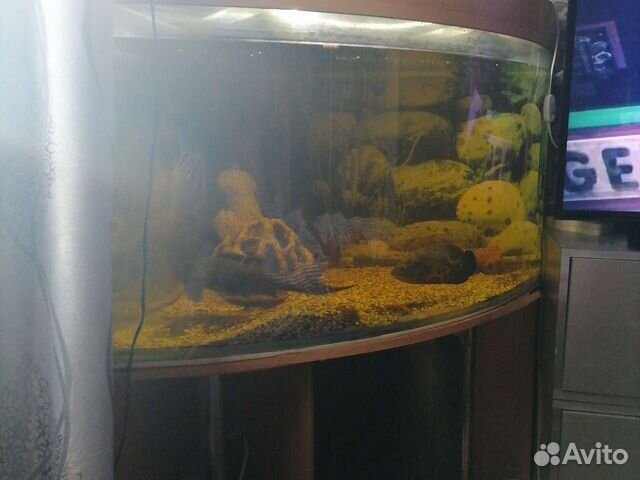 Продам аквариум бу с рыбами 1 остранотус и 2 сома