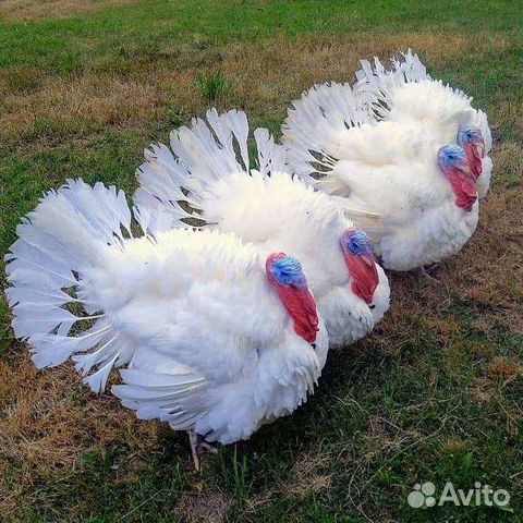 Индюшата-бройлеры, мясо птицы