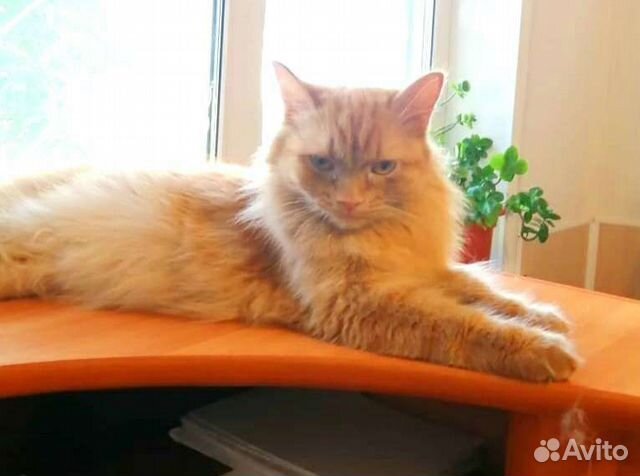 Кошечке подростку бобтейла некуда идти