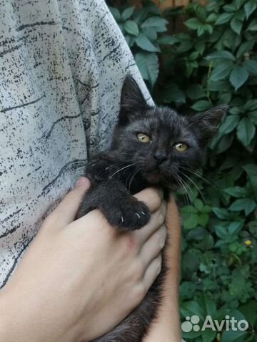 2 замечательных котёнка (девочки) охотницы